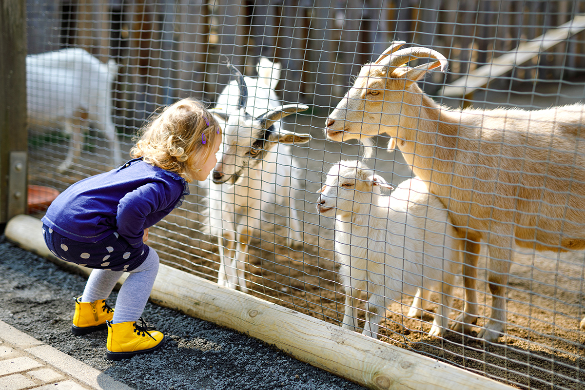 Sydney’s Top Farm Animal Experiences for Kids