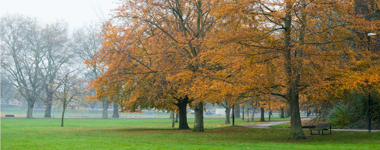 Jesus Green