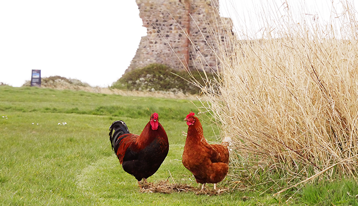 Delicious drives in the UK: Cartmel Peninsula to the Lake District, via ...