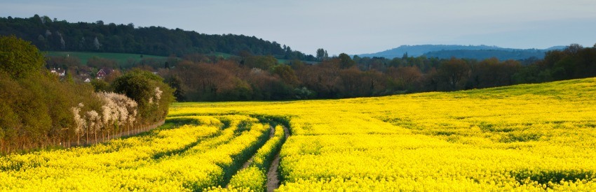 The Rolling Surrey Hills